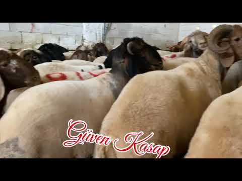 Adaklık Kurban Güven Kasap Gaziantep Ali Yollarda Çekimi