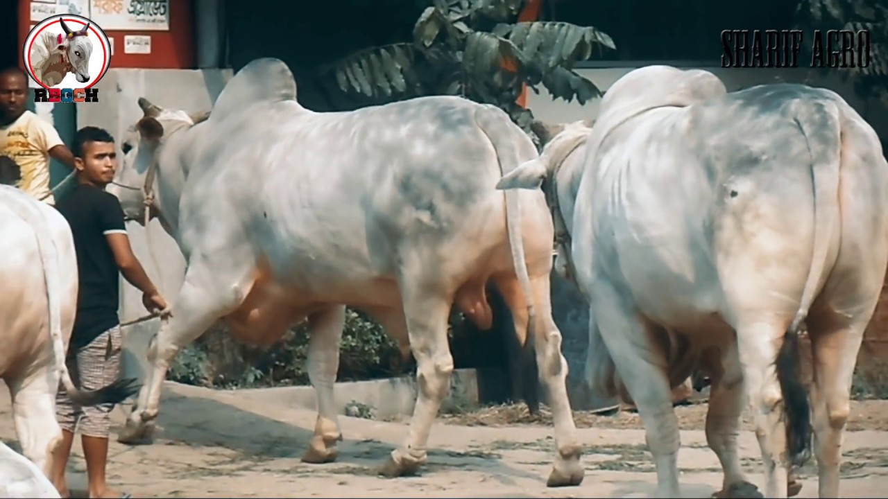 The Biggest Shibbi | Nabab & Sultan Part 02 | JJKH | Sharif Agro 2017 ...