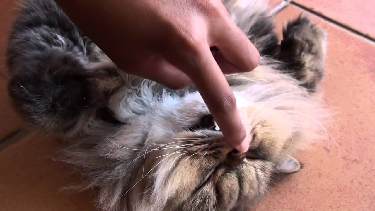 Funny Cat Mumu The Sleeping Beauty.mp4 - YouTube