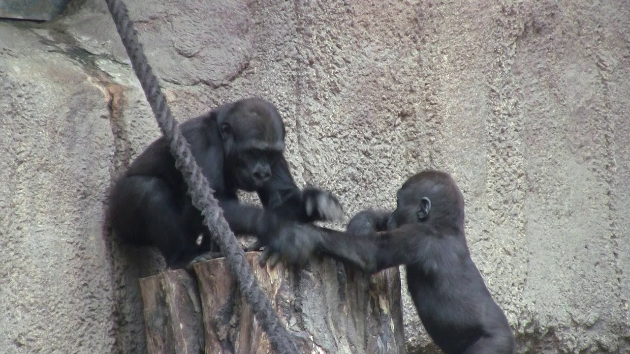 Gorillas-playing of the youngest - YouTube