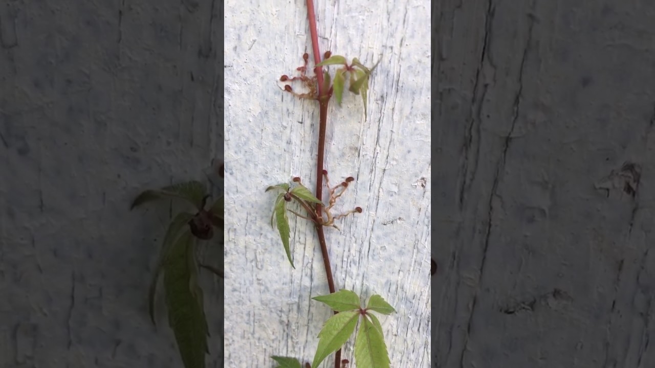How to identify poison ivy from Virginia creeper - YouTube