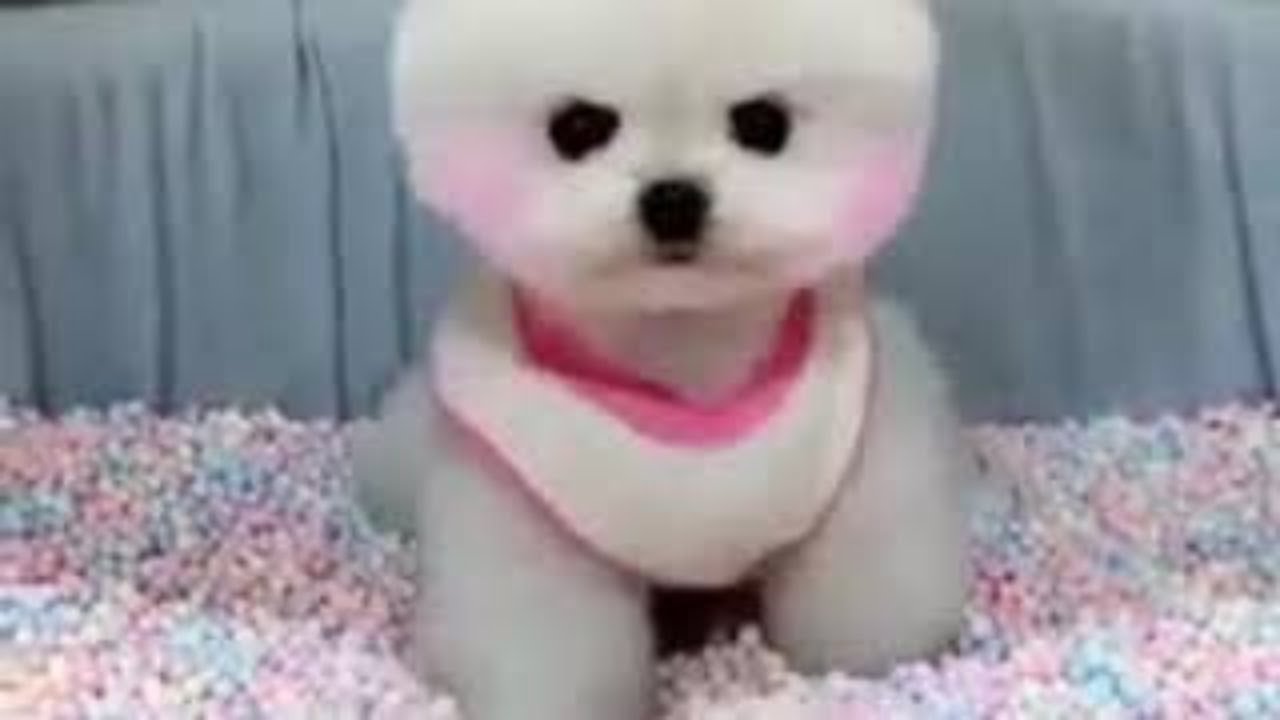 Baby Dogs - Cute and Funny Dogs Videos Compilation # 3/ AF Cute Pats ...