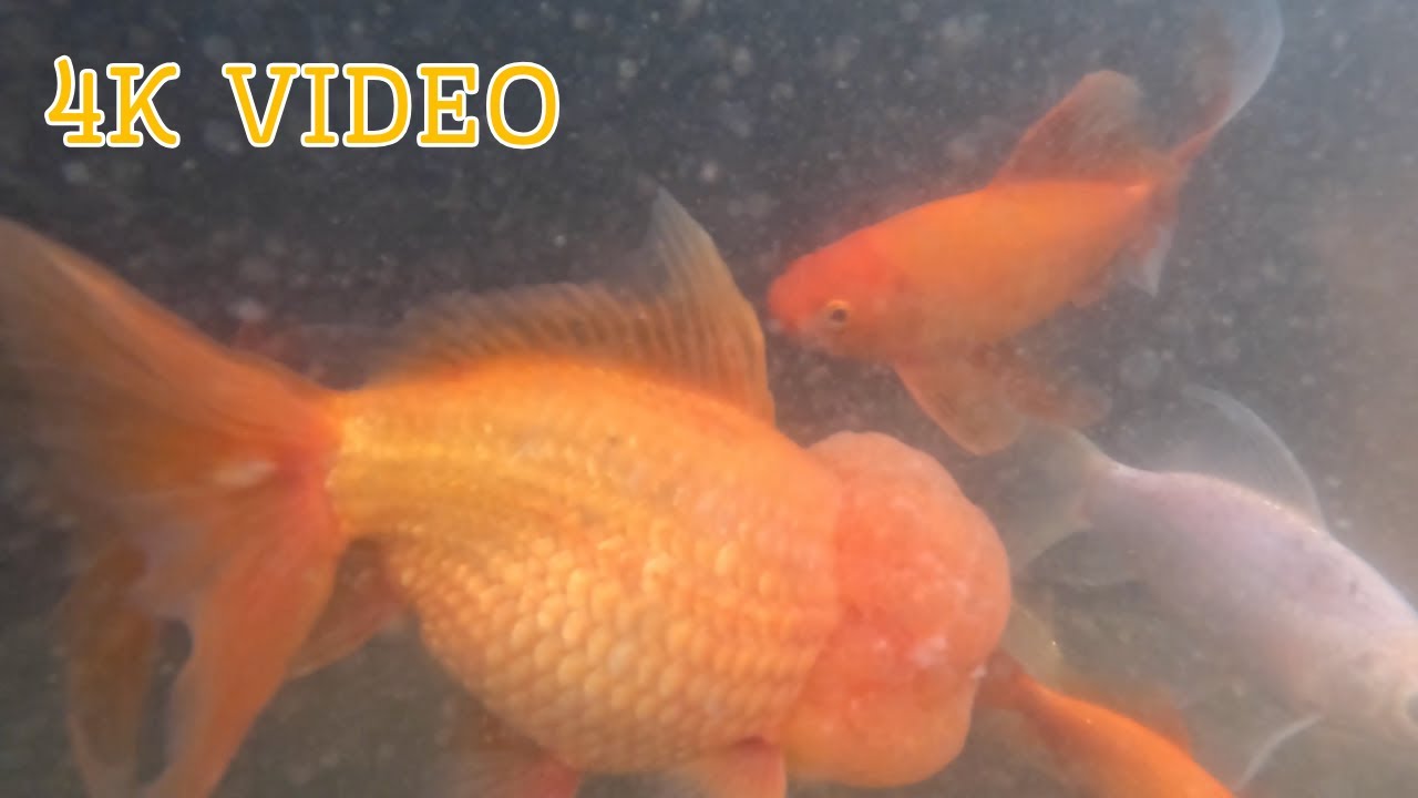 Ornamental Fish Farm (Amazing 4K Wildlife Video) Aquarium Colourful ...