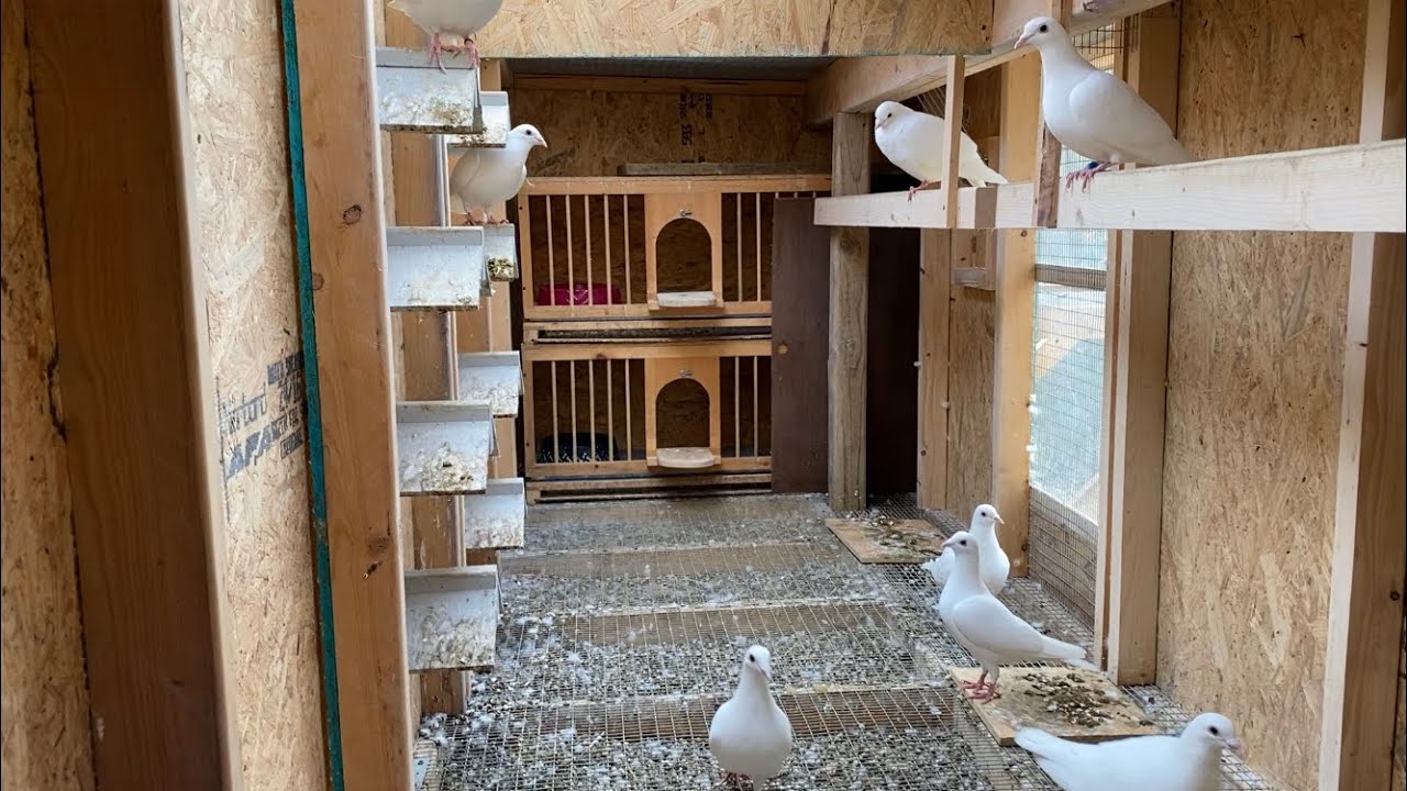 Racing pigeon Breeding, roller pigeon breeding, update #2 - YouTube