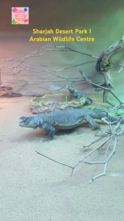 Sharjah Desert Park I Sharjah zoo I Arabian Wildlife Centre #shorts # ...