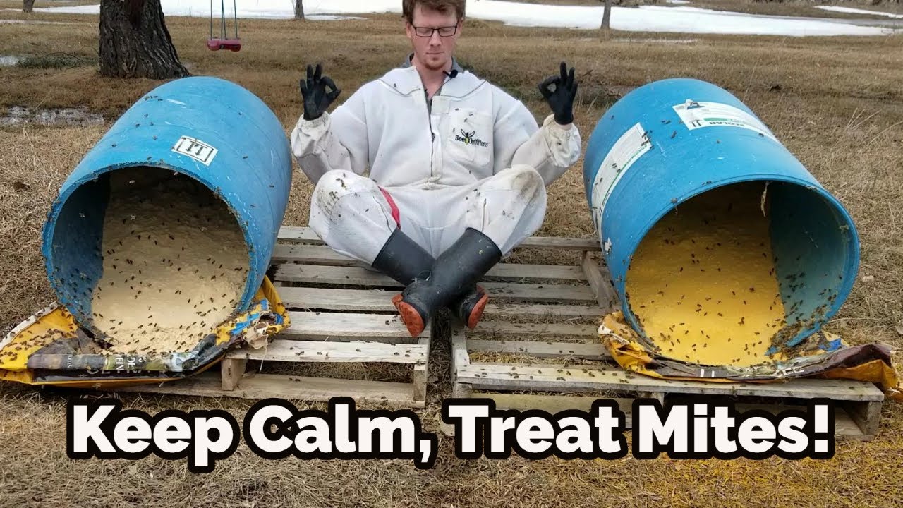 The BEST Varroa Mite Treatment! - YouTube