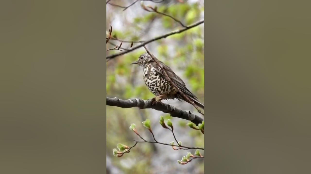 Drozd imelaš - Turdus viscivorus - Mistle thrush #wildlifephotography #shorts #birds - YouTube