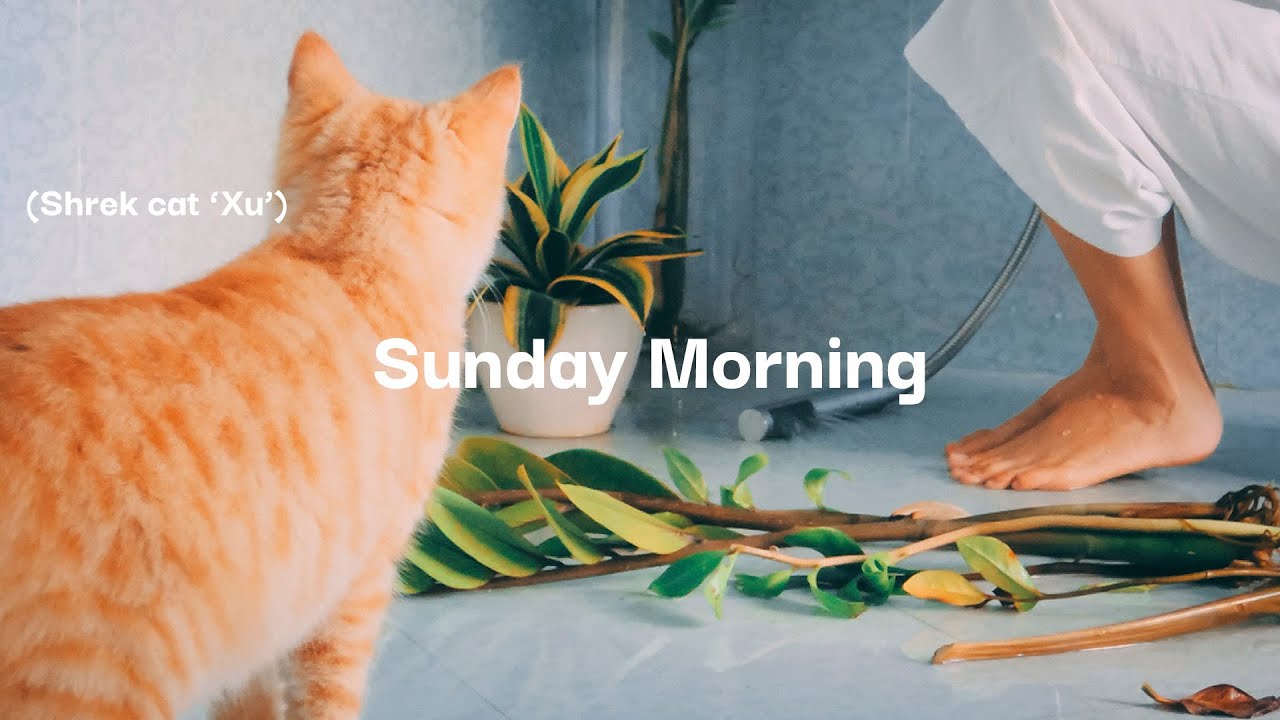 [vlog] | Sunday morning routine l with Lovely Shrek Cat l - YouTube