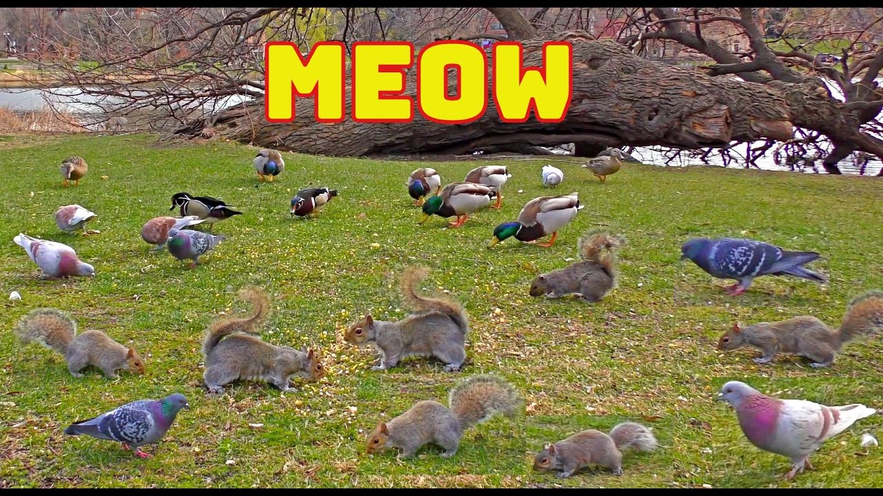 Meow! 😺 Charm Your Pet with These Squirrels and Birds - YouTube