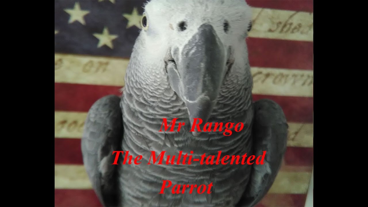 The most goofy parrot - YouTube