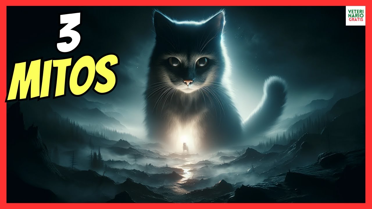 🔴 3 MITOS SOBRE LA VISIÓN DE LOS GATOS 🔴 (SON DALTONICOS, VEN DE NOCHE ...