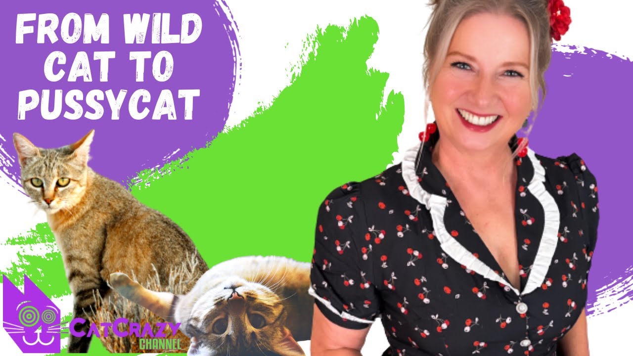 How House Cats Went From Wild Predators To Cuddly Pets! - YouTube