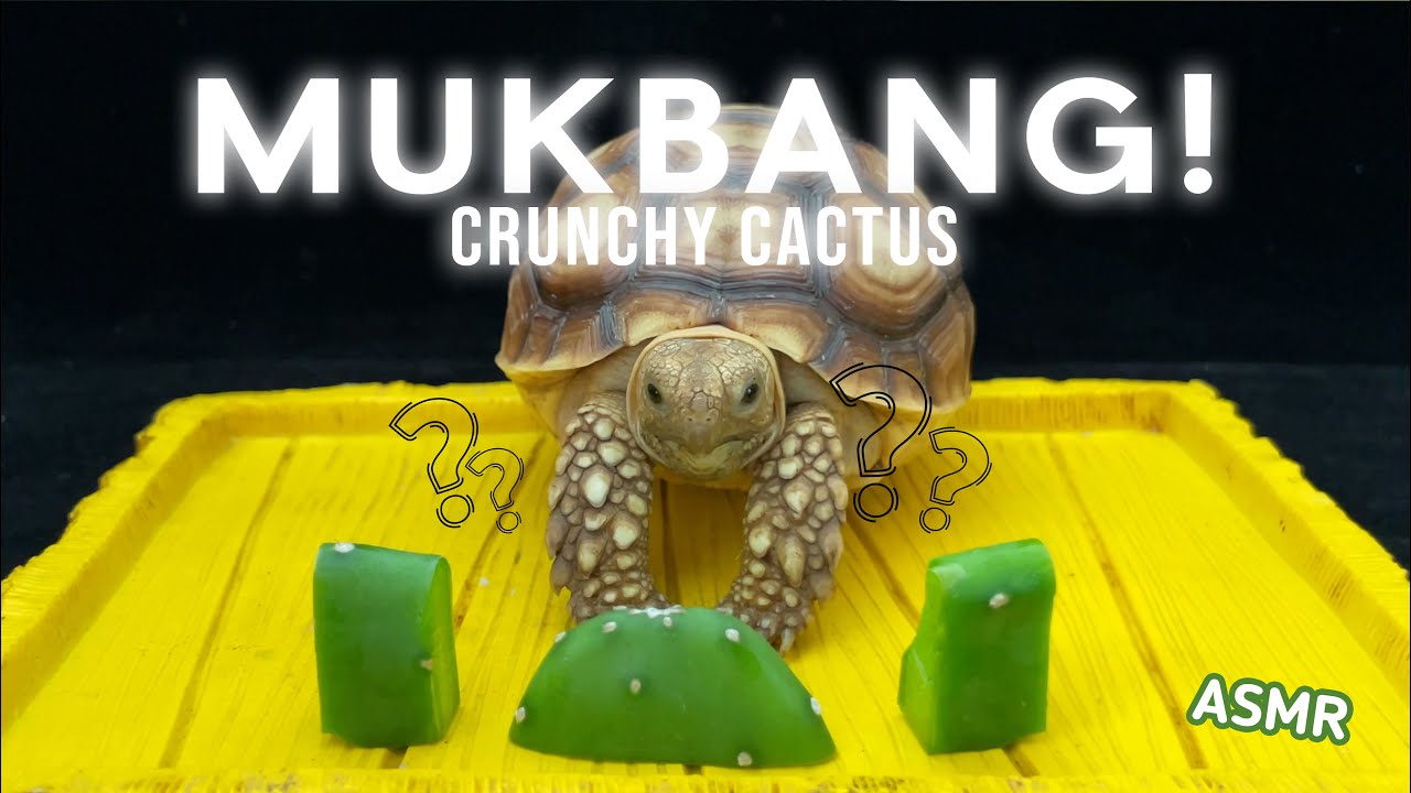 ASMR || Tortoise Treats: Crunchy and Slimy Cactus Delight🌵 || Kawaii ...