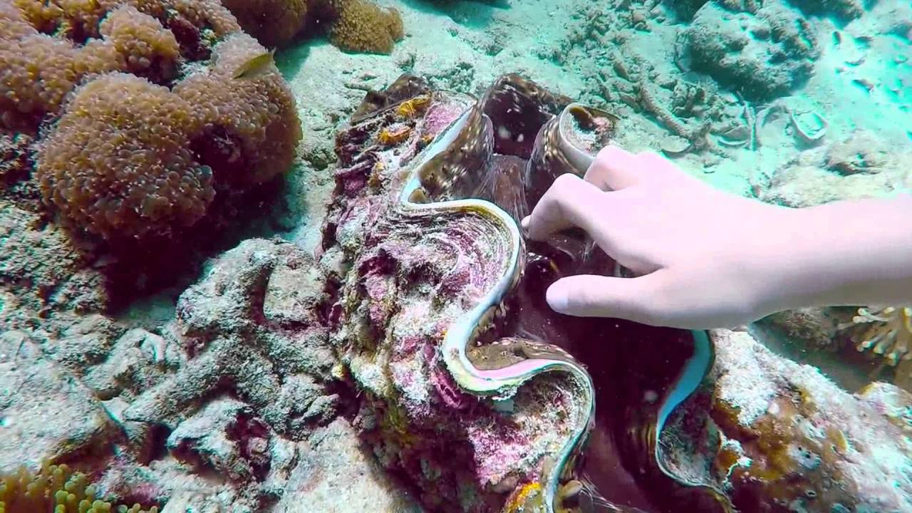 Diving in Langkawi - Touching Corals - YouTube