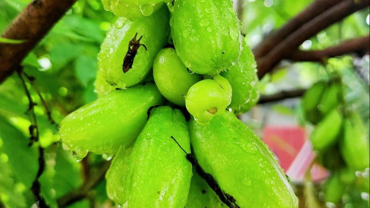 How to make Ilumbikka Pickle | irumban puli | Bilimbi Pickle | ഇരുമ്പ ...