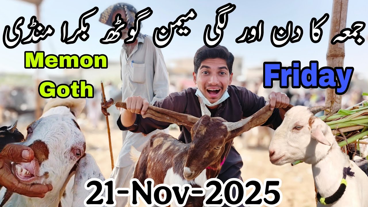 Friday Memon Goth Bakra Mandi | 21-Nov-2025 Latest updates | Cheapest ...