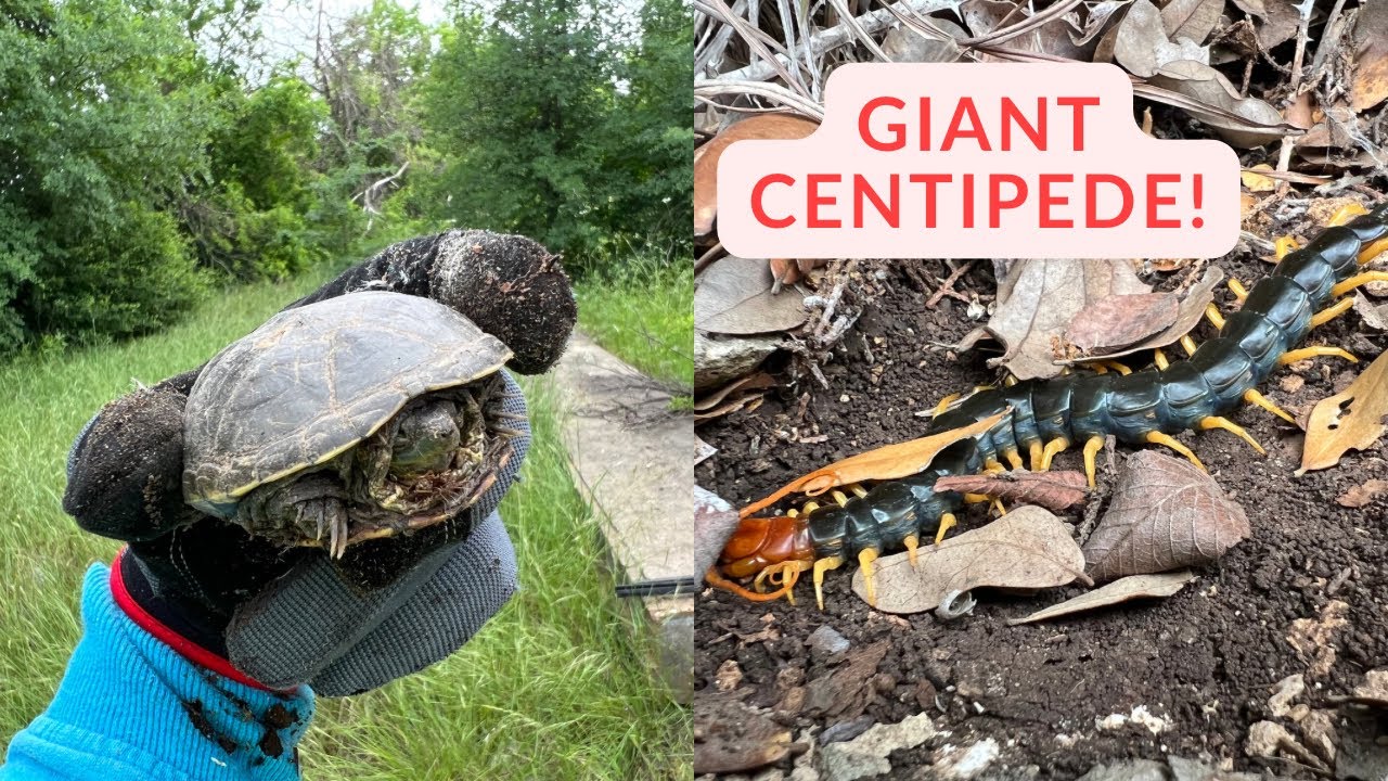 Digging through Trash to find Huge centipedes, Rare turtles and Snakes ...