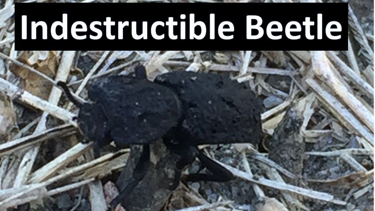 UNSQUASHABLE Diabolical Ironclad Beetle - YouTube