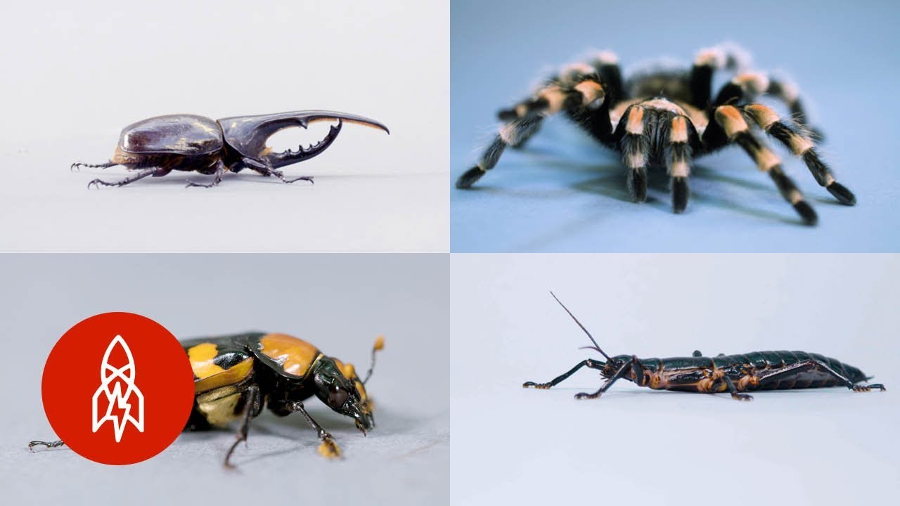 The Secret Life of Bugs - YouTube