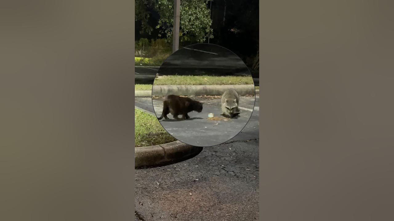 While feeding stray cats today, I unexpectedly came across five ...