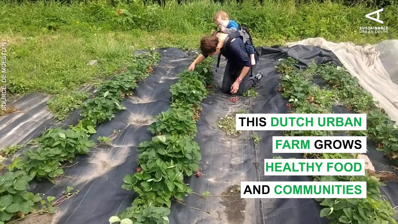This Dutch urban farm grows healthy food and communities - YouTube
