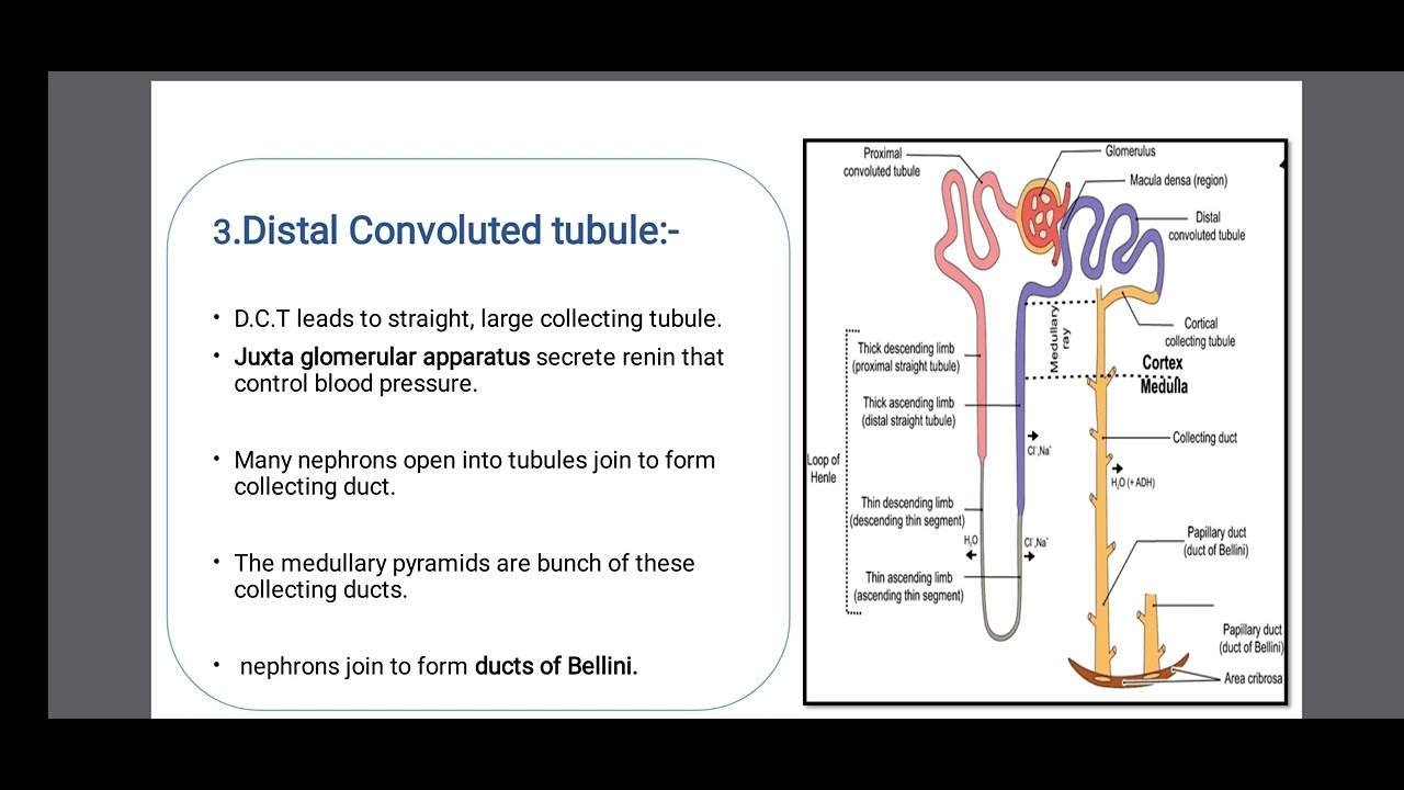 Distal convoluted tubule diagram and their functions 🙂🙂🙂 - YouTube
