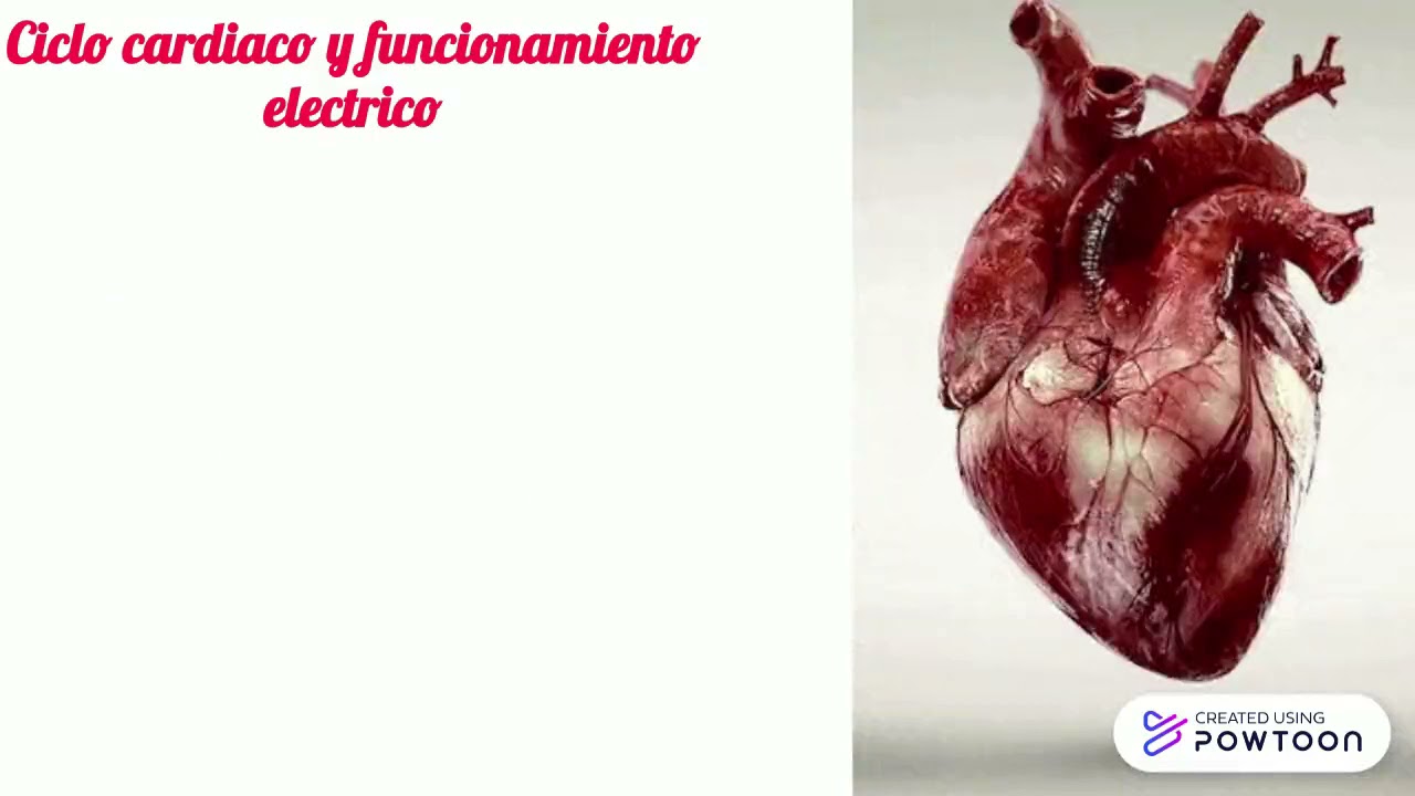 Corazón y funcionamiento Eléctrico - YouTube