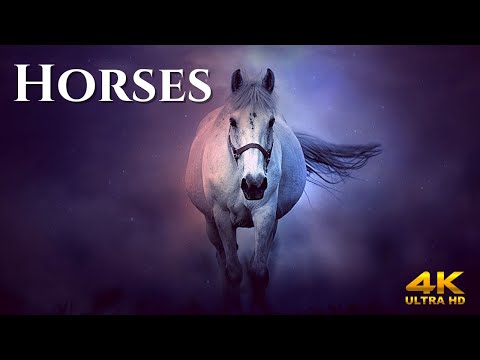 The Most Beautiful Horses in The World | Relaxing Music | Calming