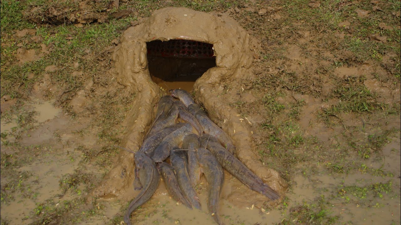 Amazing Hole Fish Trap | Smart Boy Build Fish Trap By Muddy Soil | Best ...