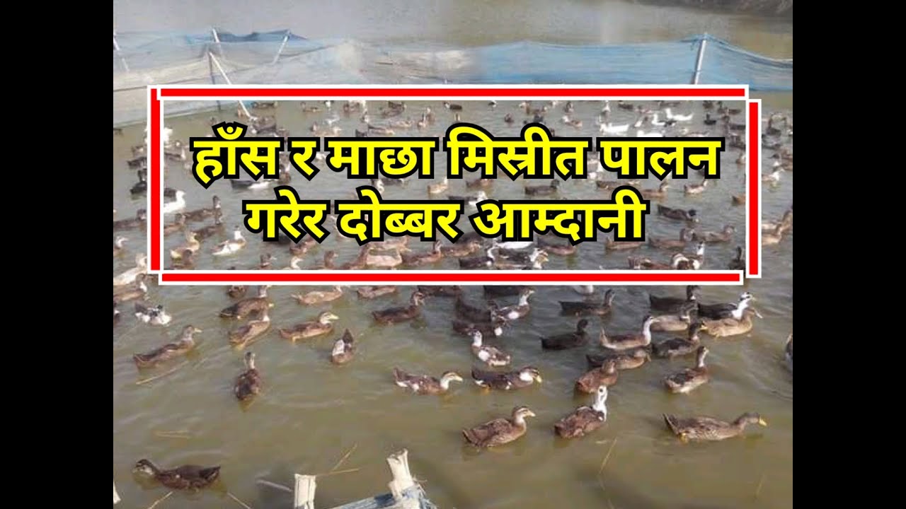 माछा र हाँस संगै पालेर दोब्बर आम्दानी गर्ने तरिका || Fish and Duck mix ...