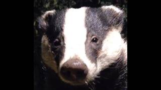 The Most Chilled Badger Ever
