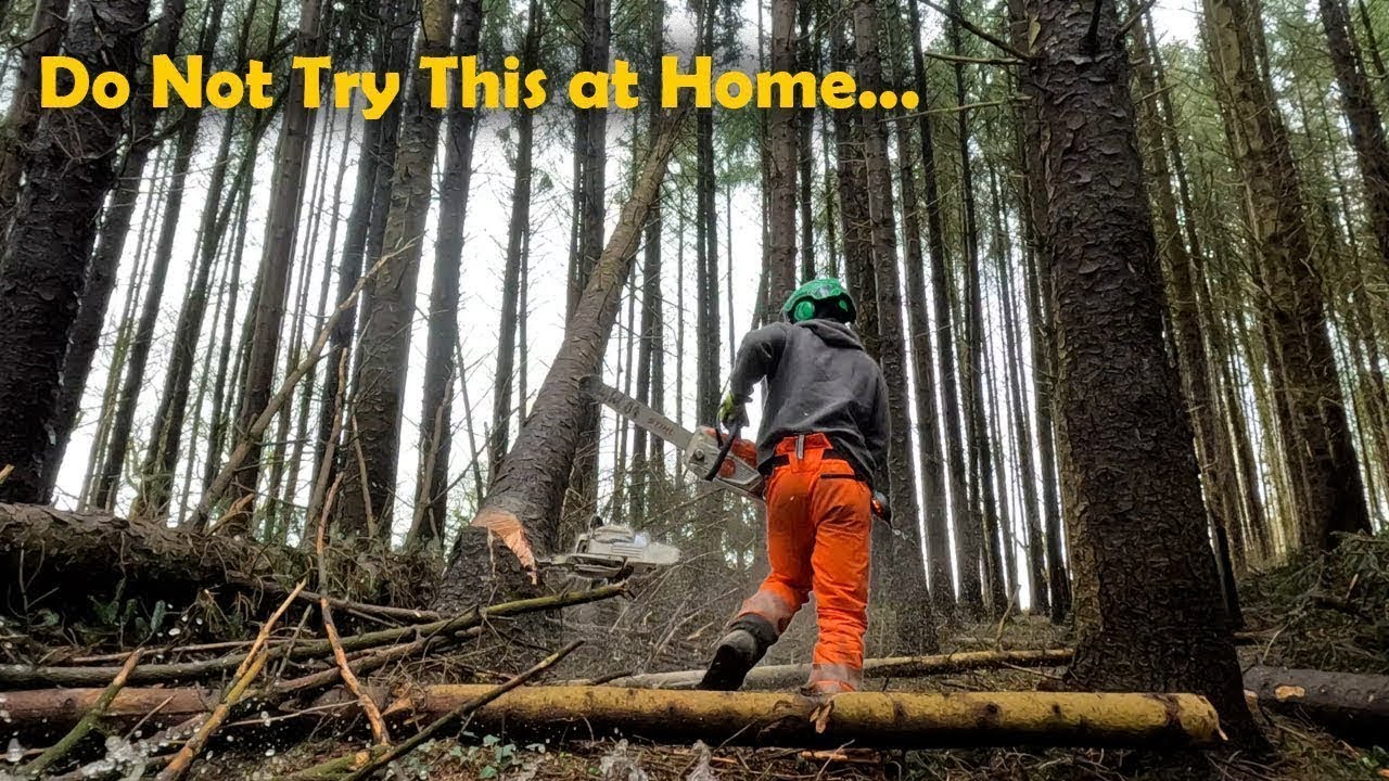 Working with WIDOWMAKERS | Windblown Tree Training - YouTube