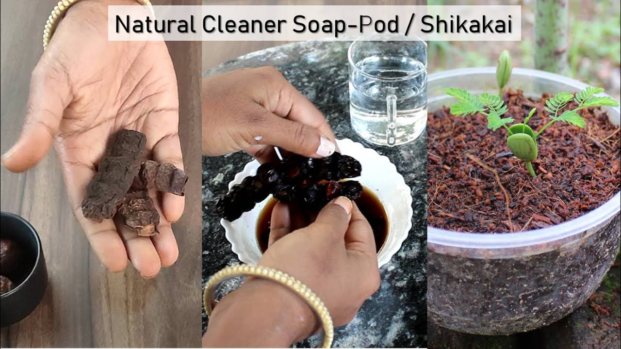Shikakai ( Natural Soap )का पौधा उगाएं बीजों से | Grow Soap-Pod from ...