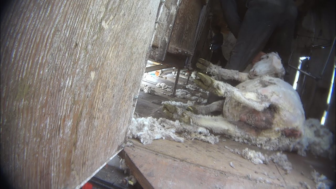 Pregnant Sheep Whipped, Mutilated for Patagonia-Approved Wool Supplier ...