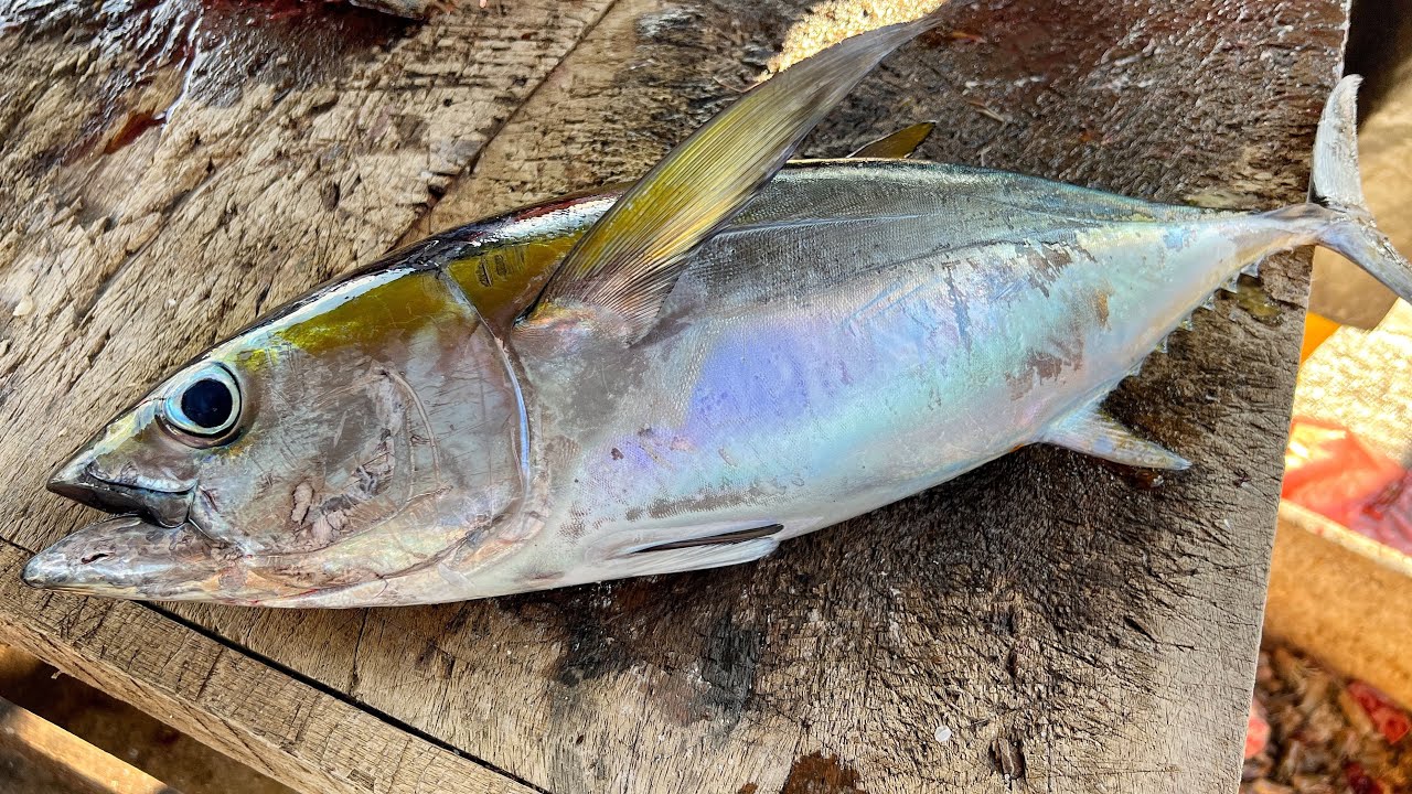 Fresh Yellowfin Tuna Cutting | Tuna Cutting into Cubes - YouTube