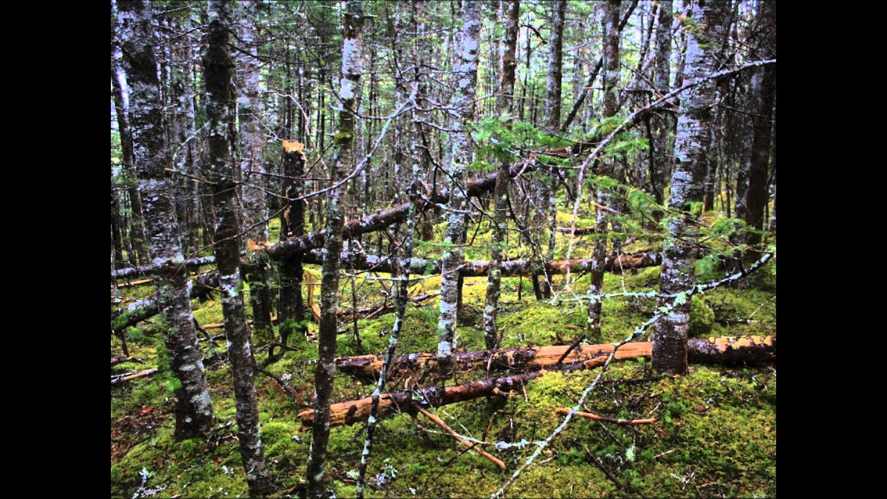 Newfoundland Forest Soundscape - YouTube