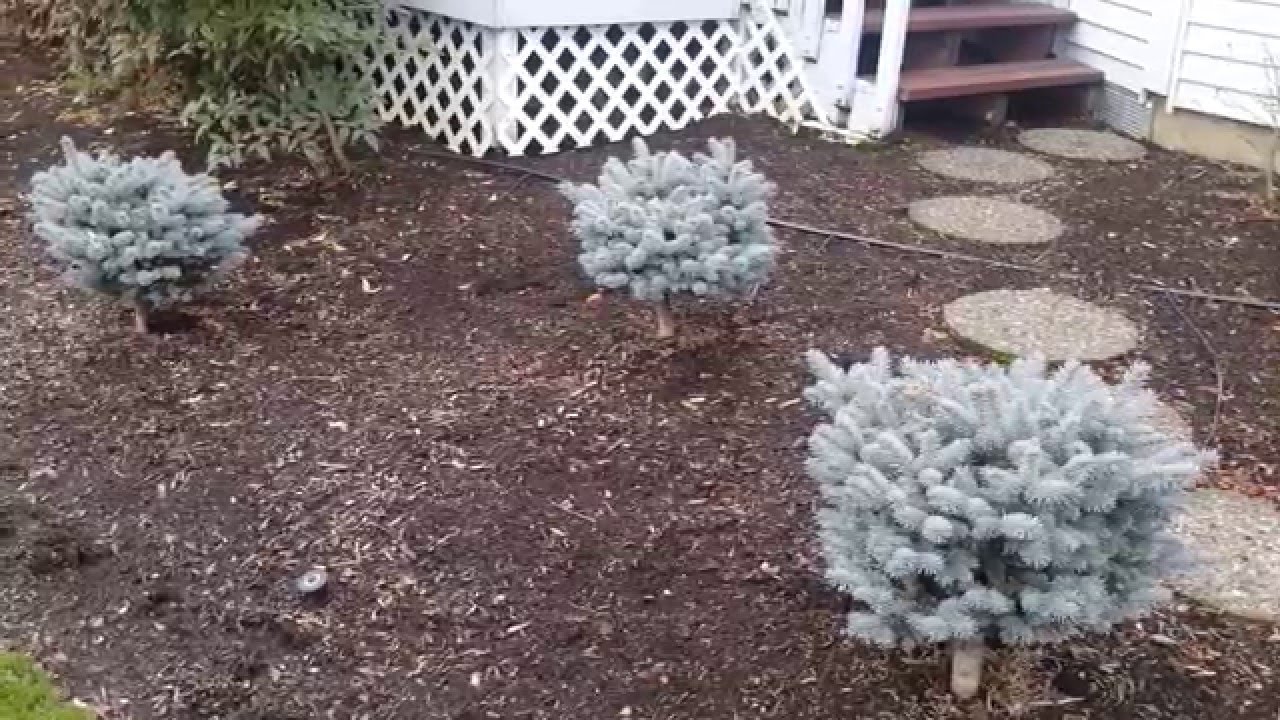 Dwarf Colorado Blue Spruce / Picea pungens 'Glauca Globosa' - YouTube