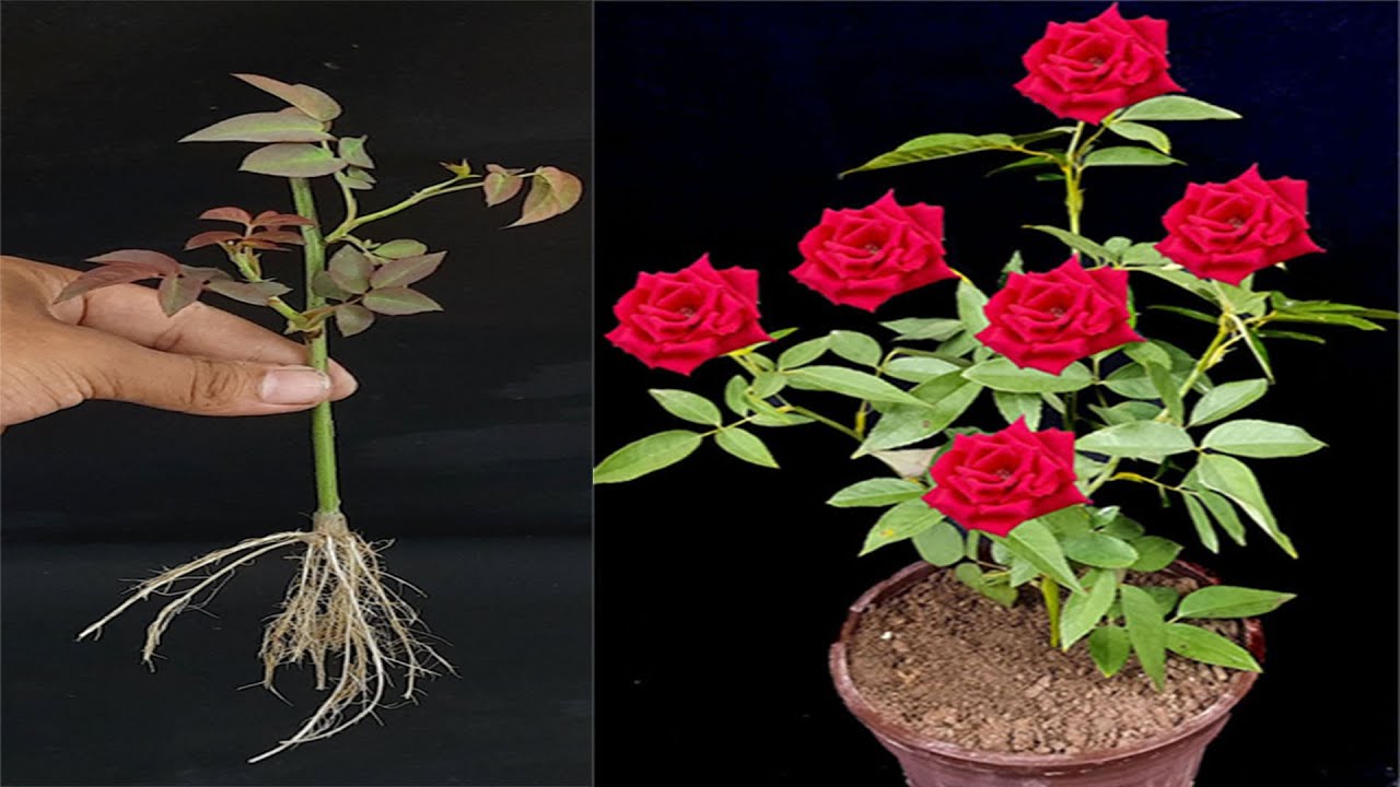 How To Grow Rose From Cuttings At Home Easy Method at Carlo Simmons blog