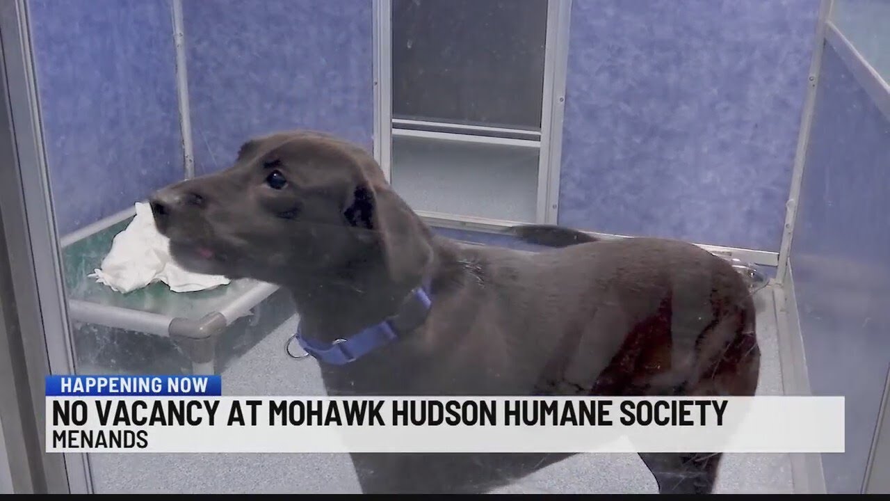 Mohawk Hudson Humane Society overfilled with dogs - YouTube
