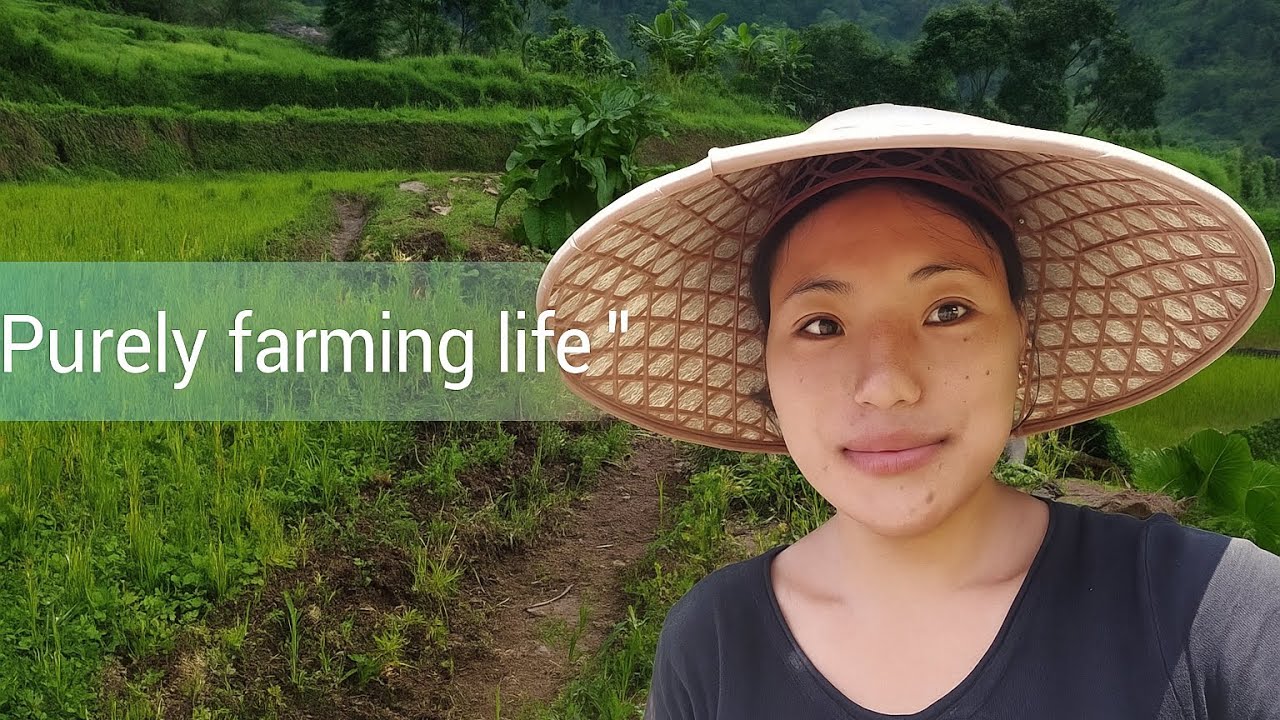 "Life in Manipur's Paddy Fields | Traditional Northeast India Farming ...