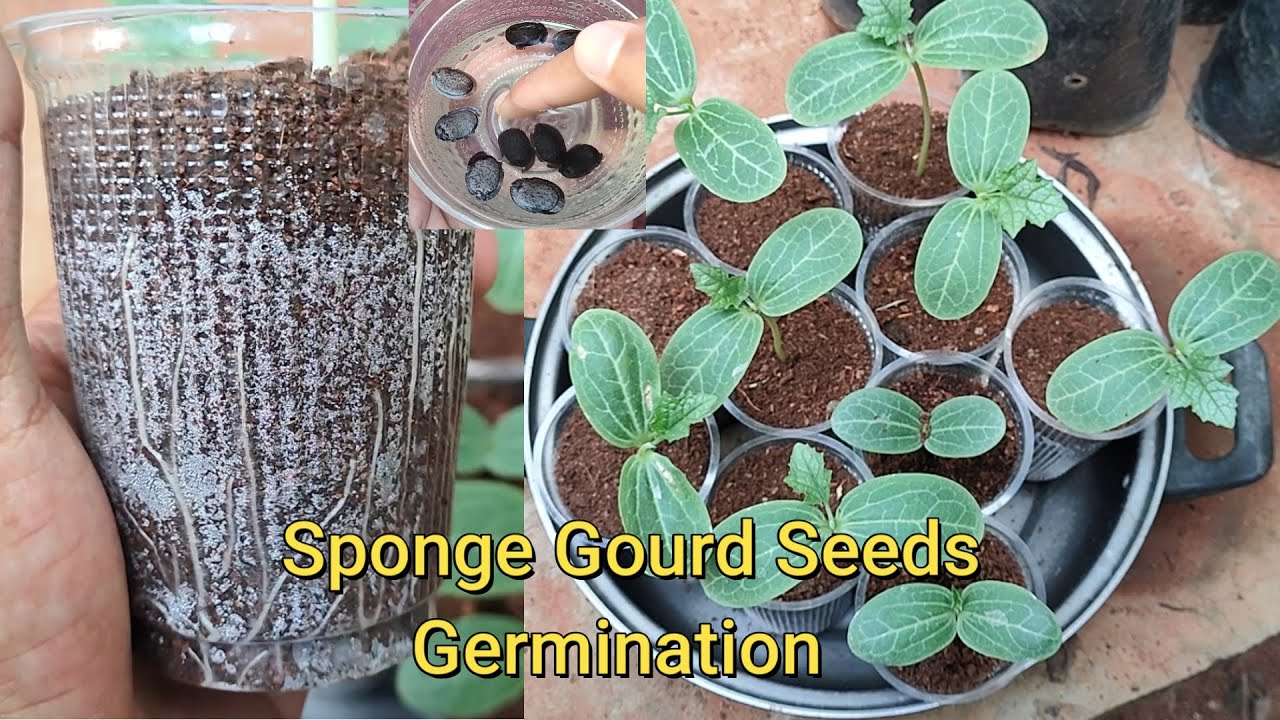 Sponge Gourd Seeds Germination ! மெழுகு பீர்க்கங்காய் விதைகள் முளைத்தல் ...