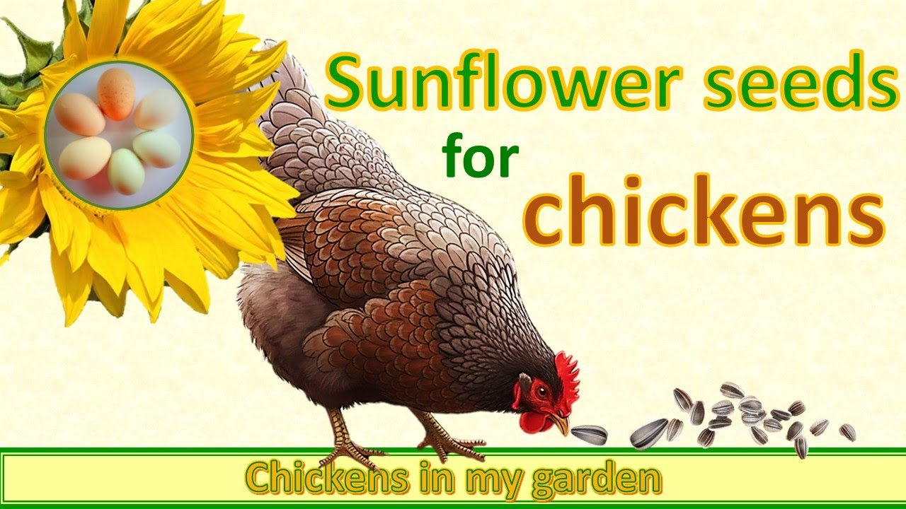 Sunflower seeds for chickens - Good or Bad? - YouTube