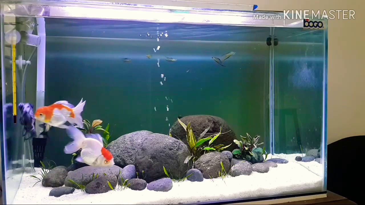 river tank goldfish#goldfish #goldfishtank #goldfishplants #aquascape # ...