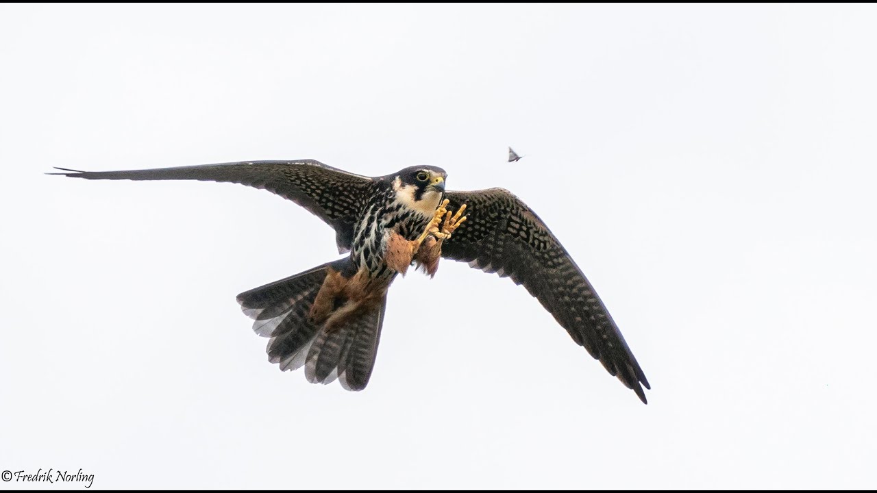 Eurasian Hobby catching an insect in the air - YouTube