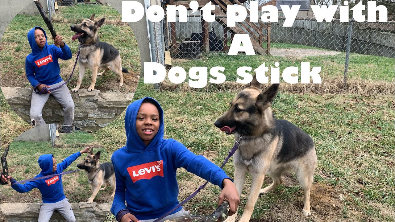 Spending time with our dog 🐕 Riley Vlog - YouTube