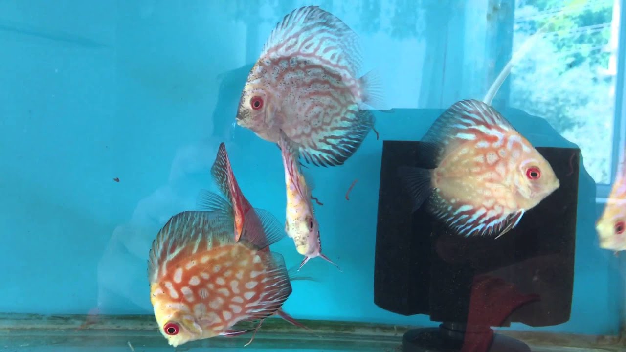 Discus fish golden dragon - YouTube