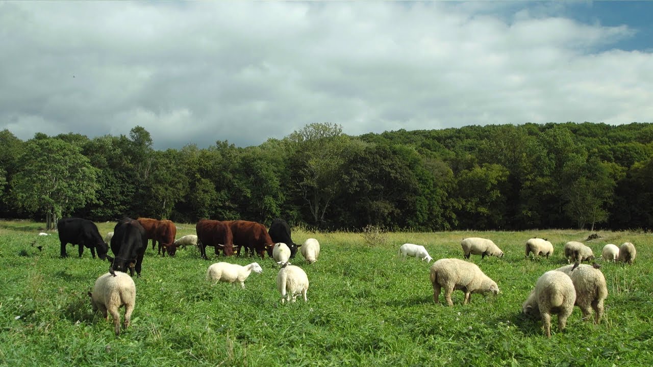 Grazing Program at Stone Barns Center - YouTube