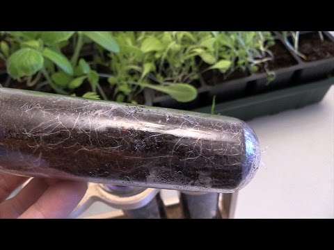 Root Viewer - Update 4 - YouTube