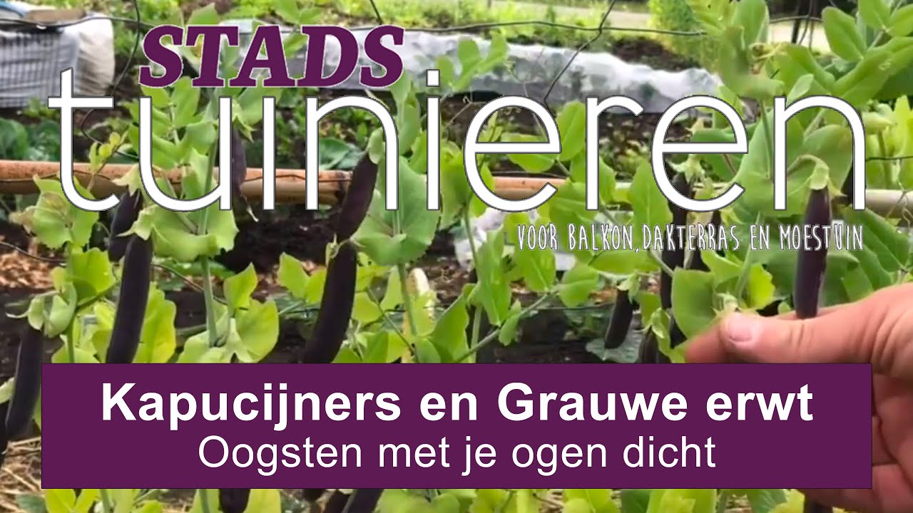 Stadstuinieren - Kapucijners en Grauwe erwt oogsten half juni #moestuin ...