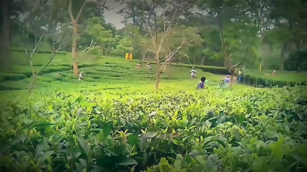 Tea garden of Assam - YouTube